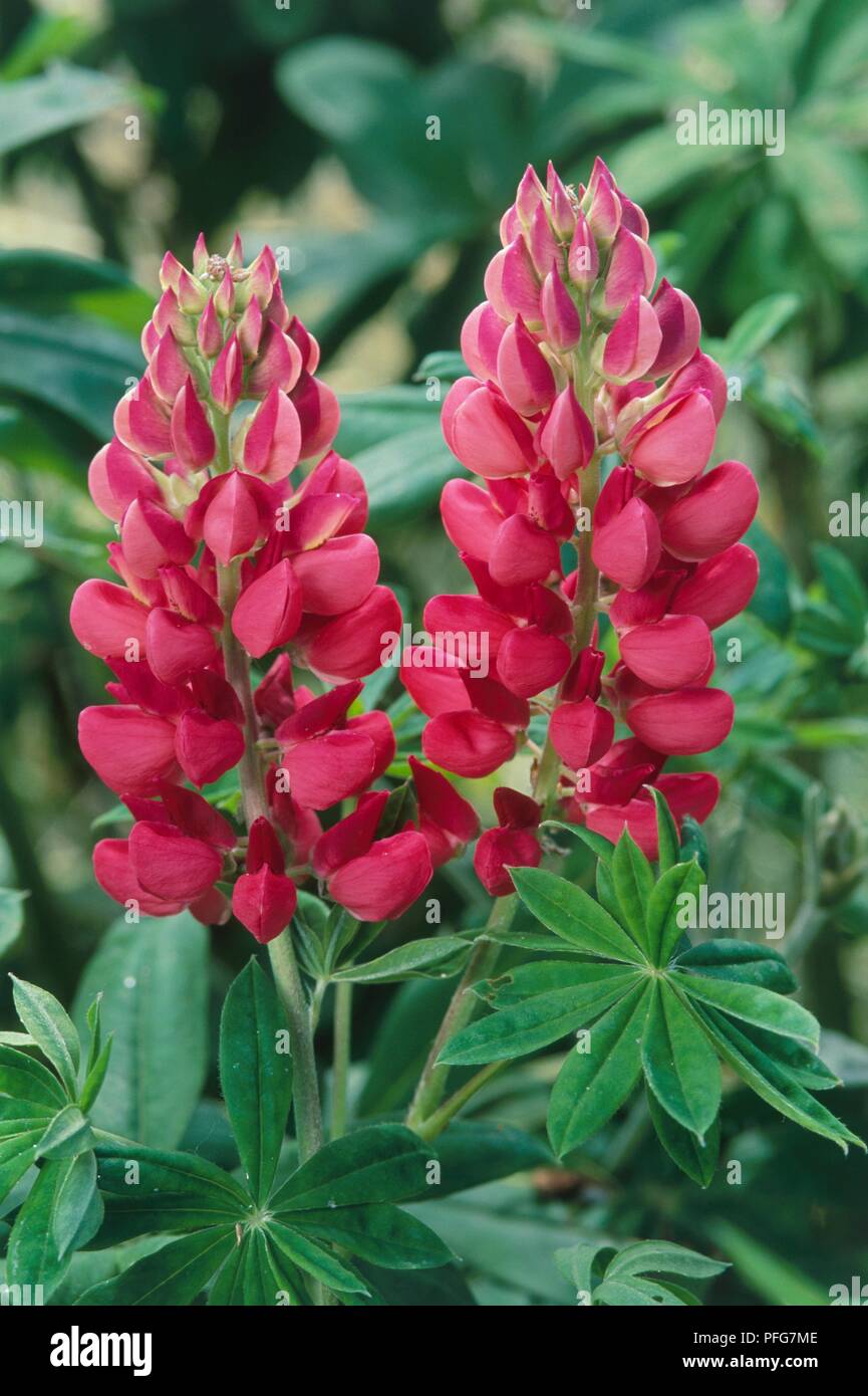 Lupinus 'Beryl Viscountess Cowdray' with salmon pink flowers on upright ...