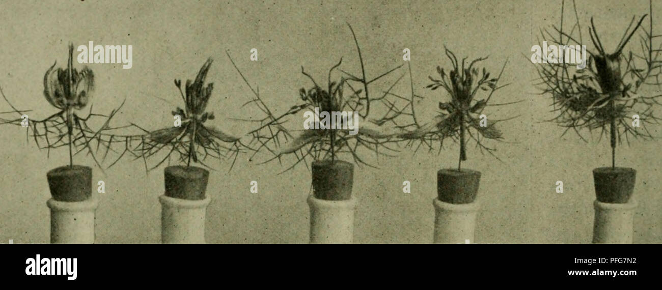A study of plant life and distribution, focusing on plant morphology ...