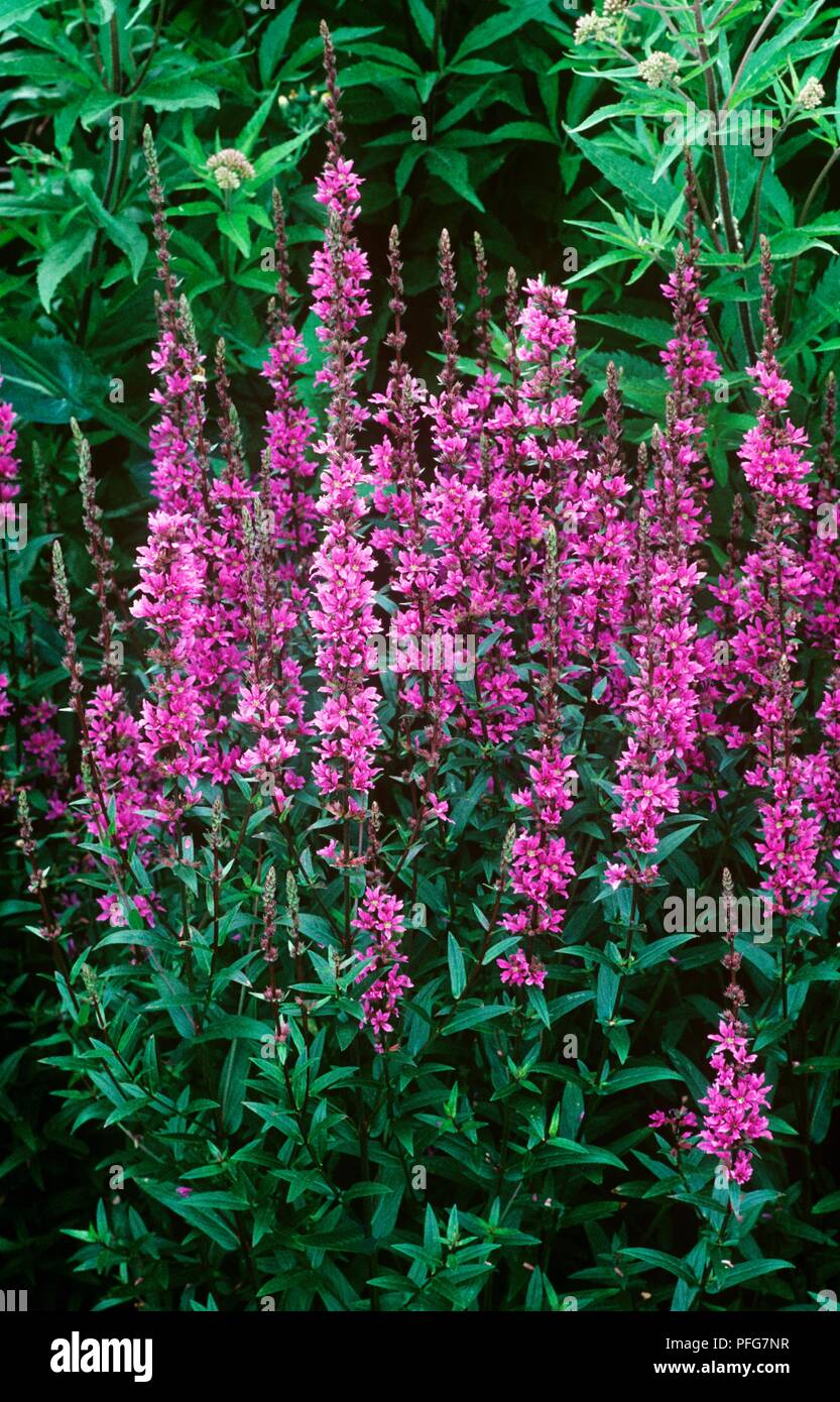 Pink flower spikes from Lythrum virgatum 'The Rocket' (Loosestrife ...