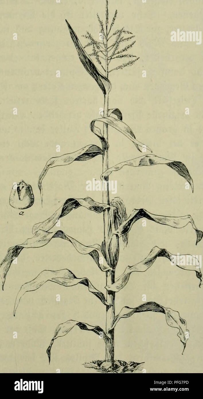 This German work explores the life cycle and distribution of plants ...