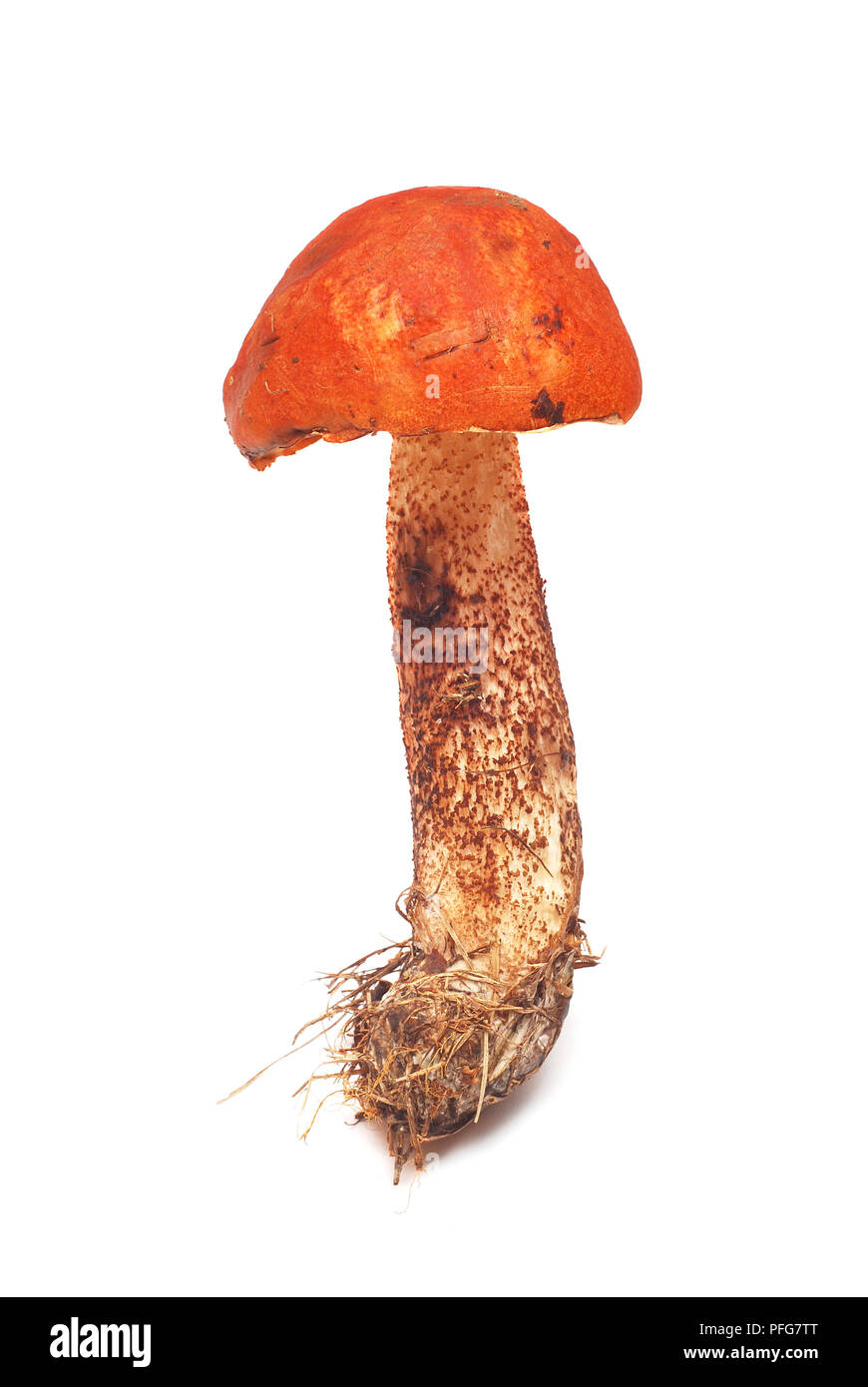 Poisonous mushroom isolated hi-res stock photography and images - Alamy