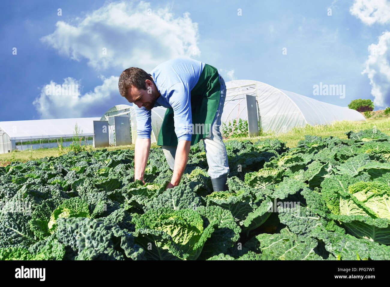 happy farmer growing and harvesting vegetables on the farm Stock Photo ...