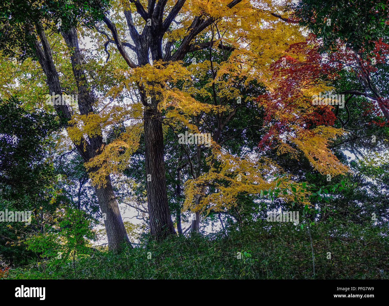 Maple trees with colorful leaves at autumn garden in Tokyo, Japan Stock ...