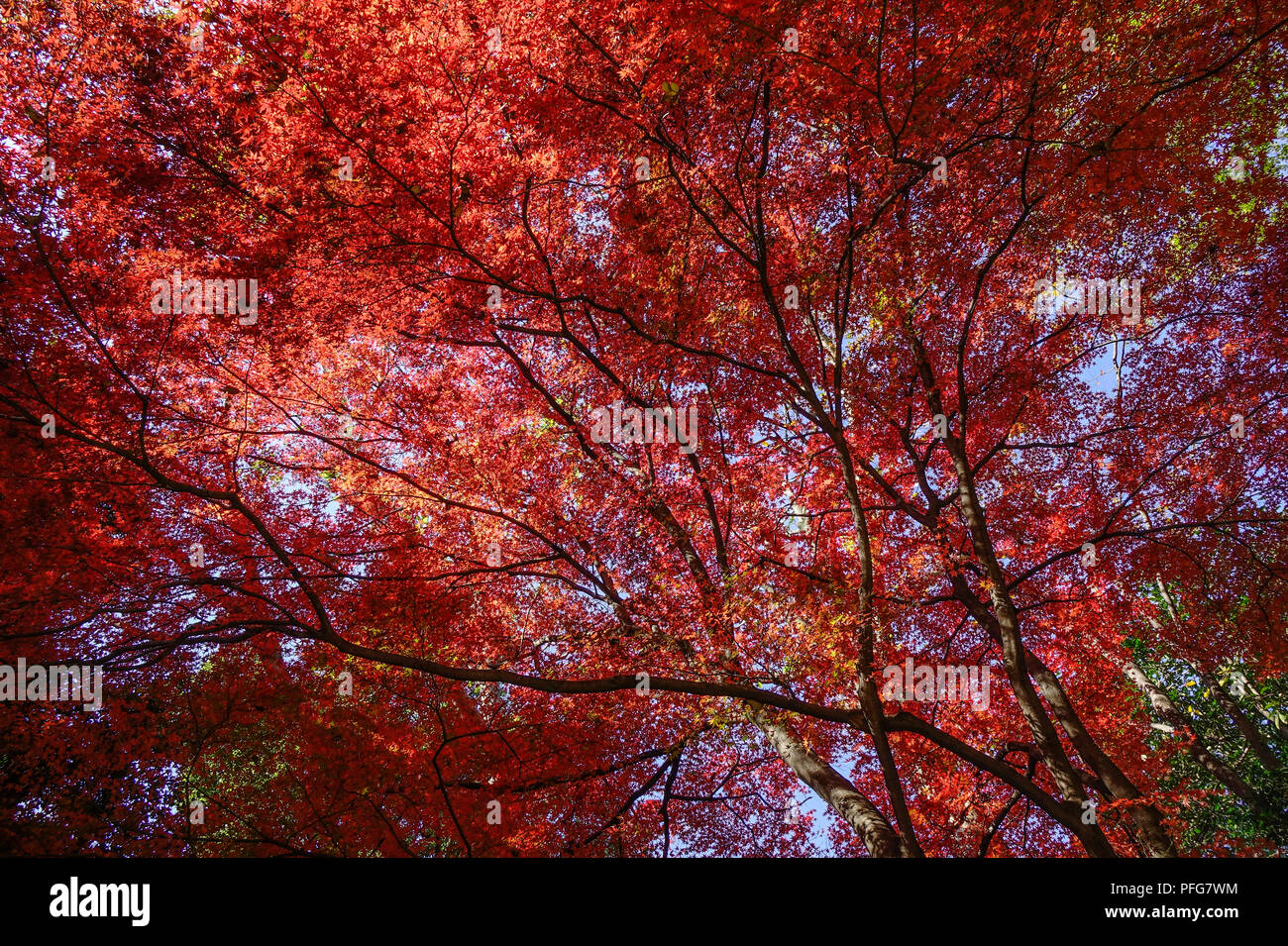 Maple trees with colorful leaves at autumn garden in Tokyo, Japan Stock ...