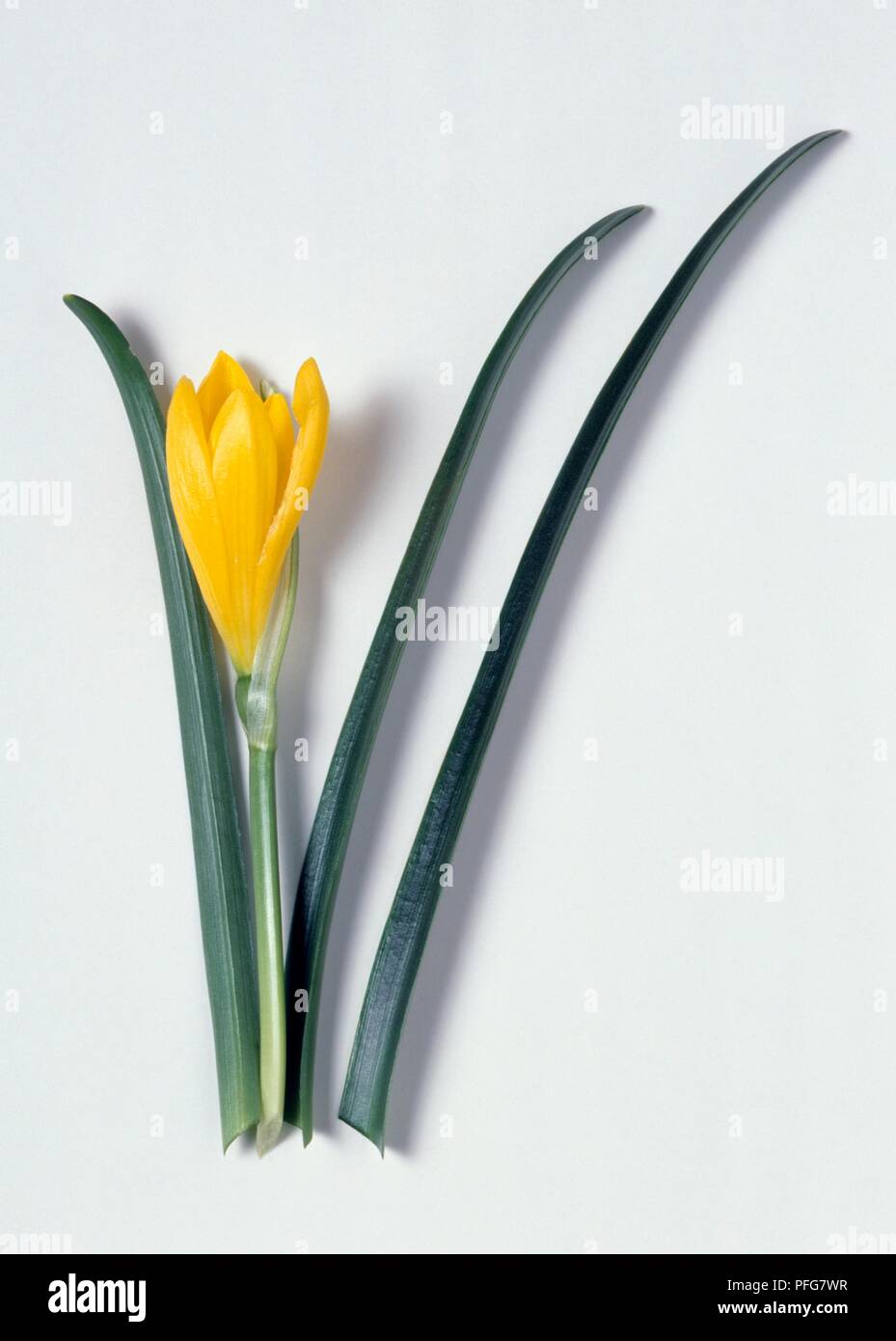 Sternbergia lutea (Autumn daffodil), yellow flower and leaves Stock ...