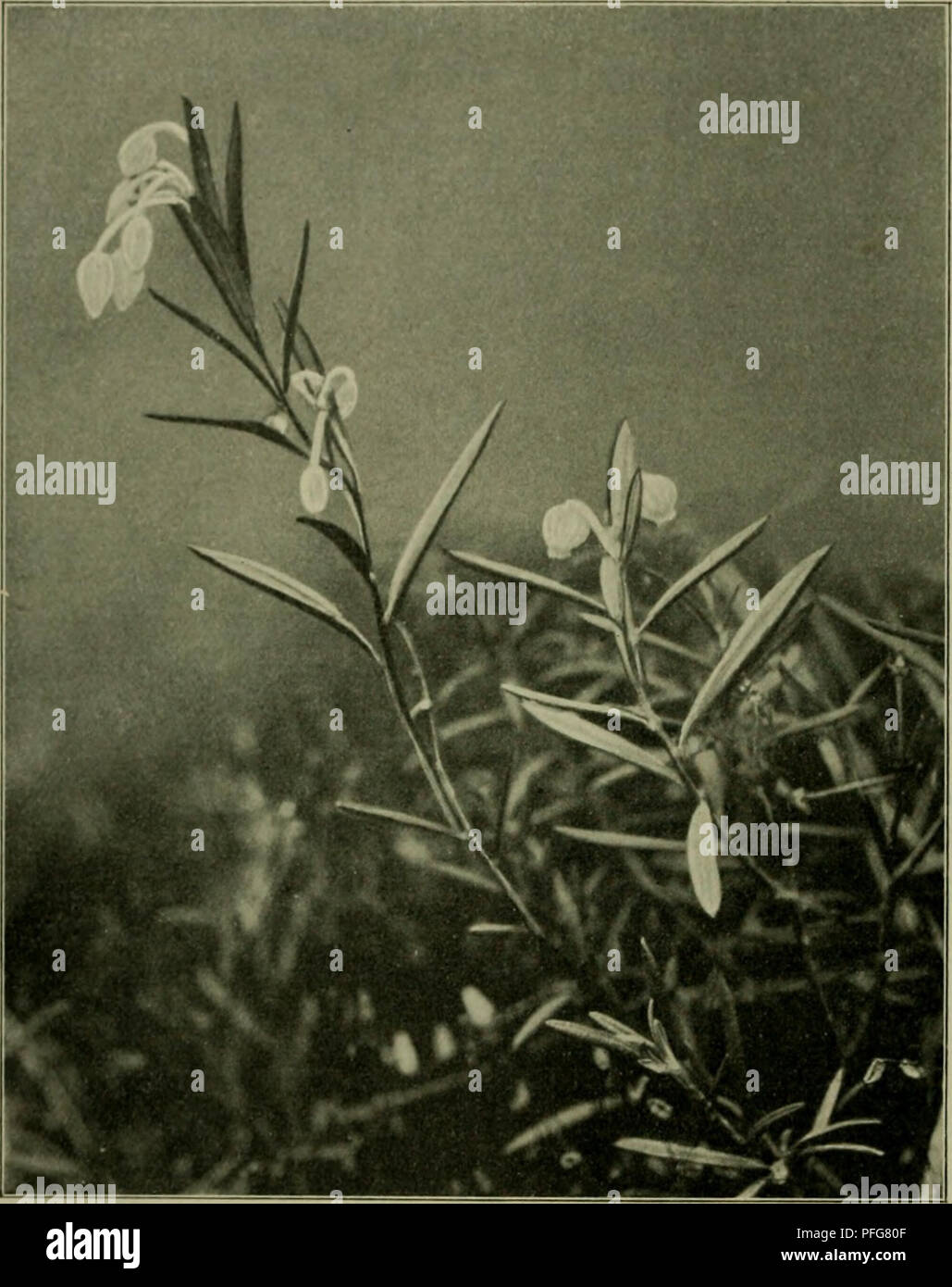 This text delves into plant life and its geographical distribution ...