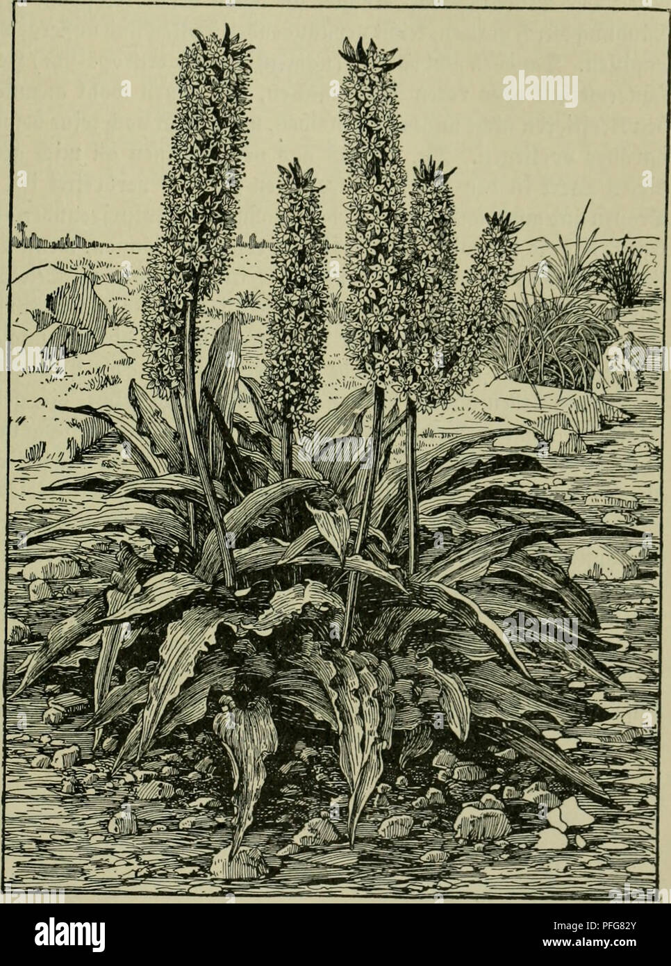 This botanical work explores the life of plants, from their growth and ...