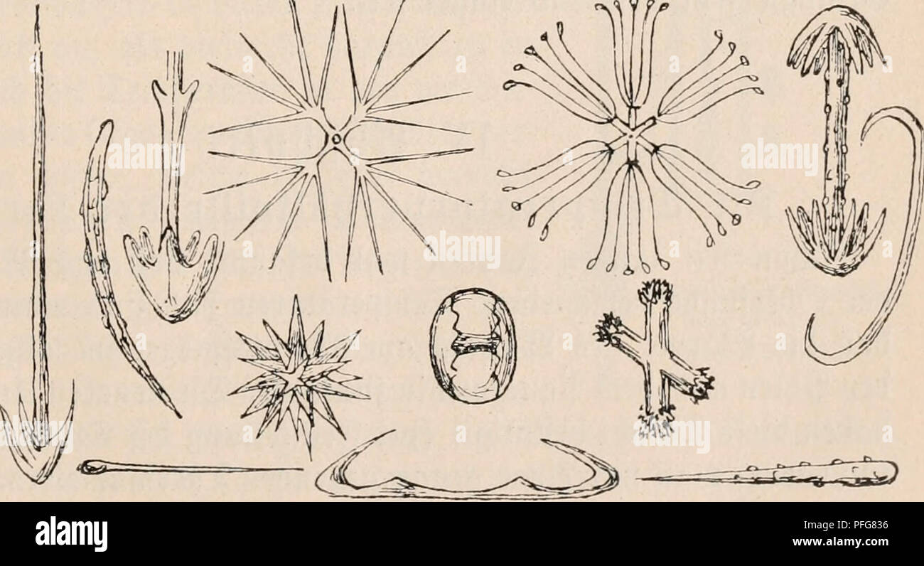 This work on marine biology delves into the exploration of the sea and ...