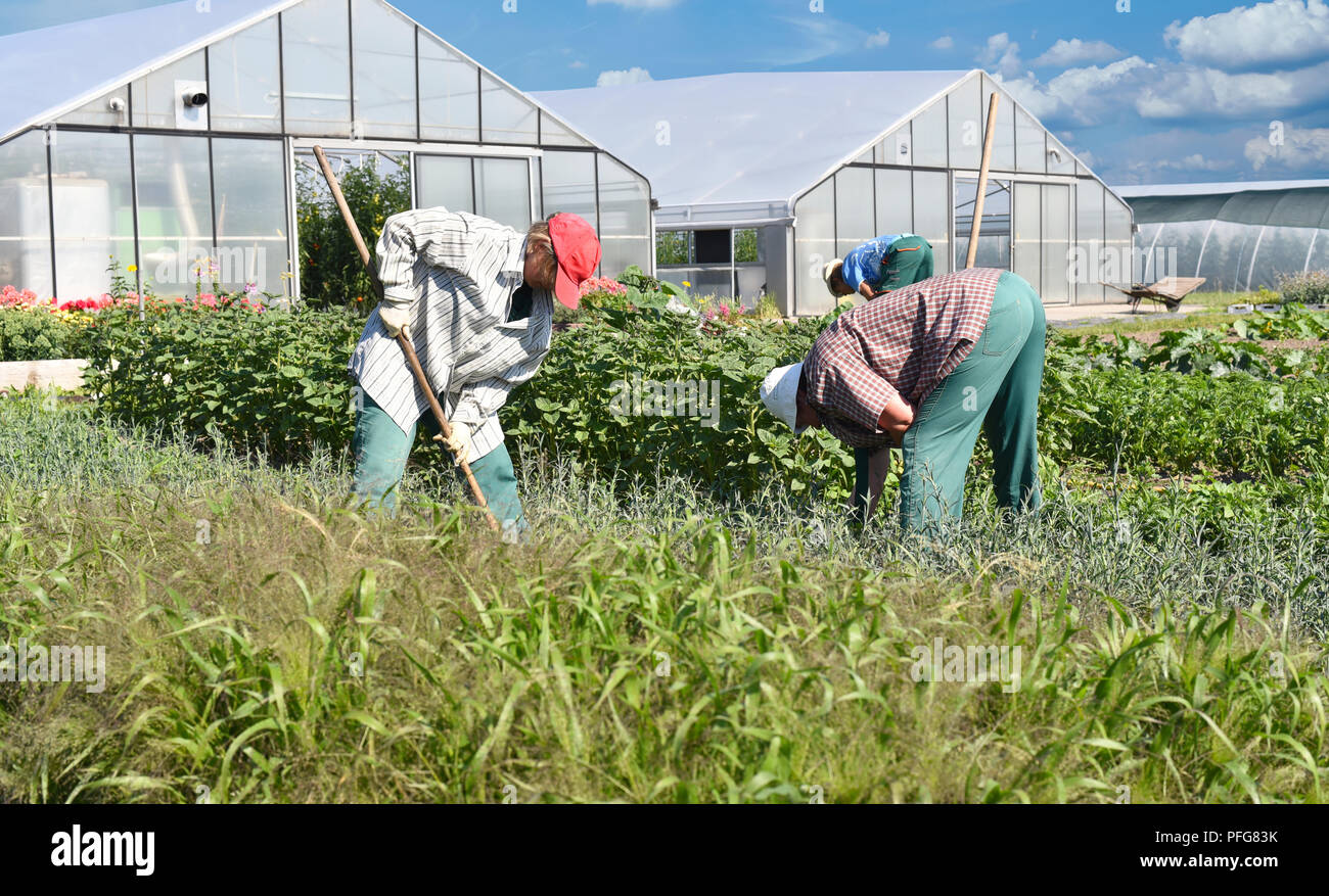 Workers growing plants on the field of a farm Stock Photo - Alamy