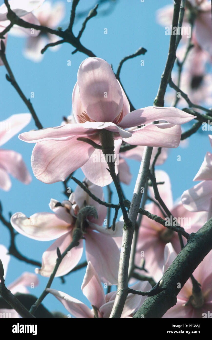 Magnolia campbellii mollicomata hi-res stock photography and images - Alamy