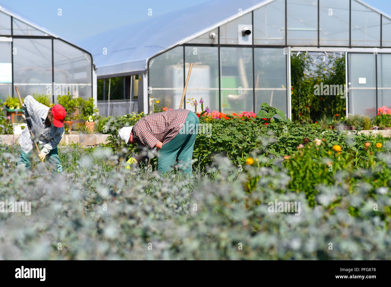 Workers growing plants on the field of a farm Stock Photo - Alamy