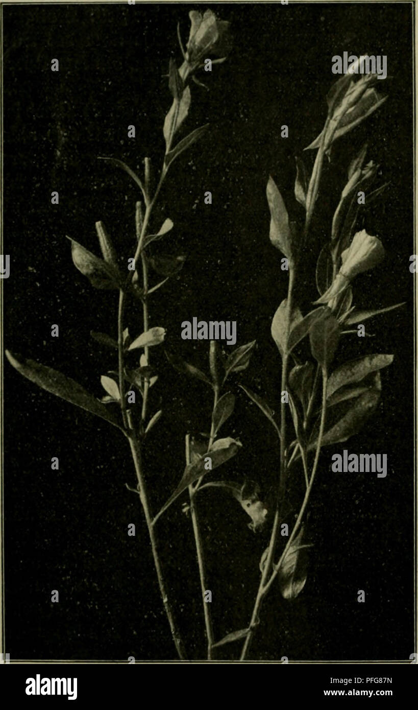 This work explores plant life across different climates and regions ...