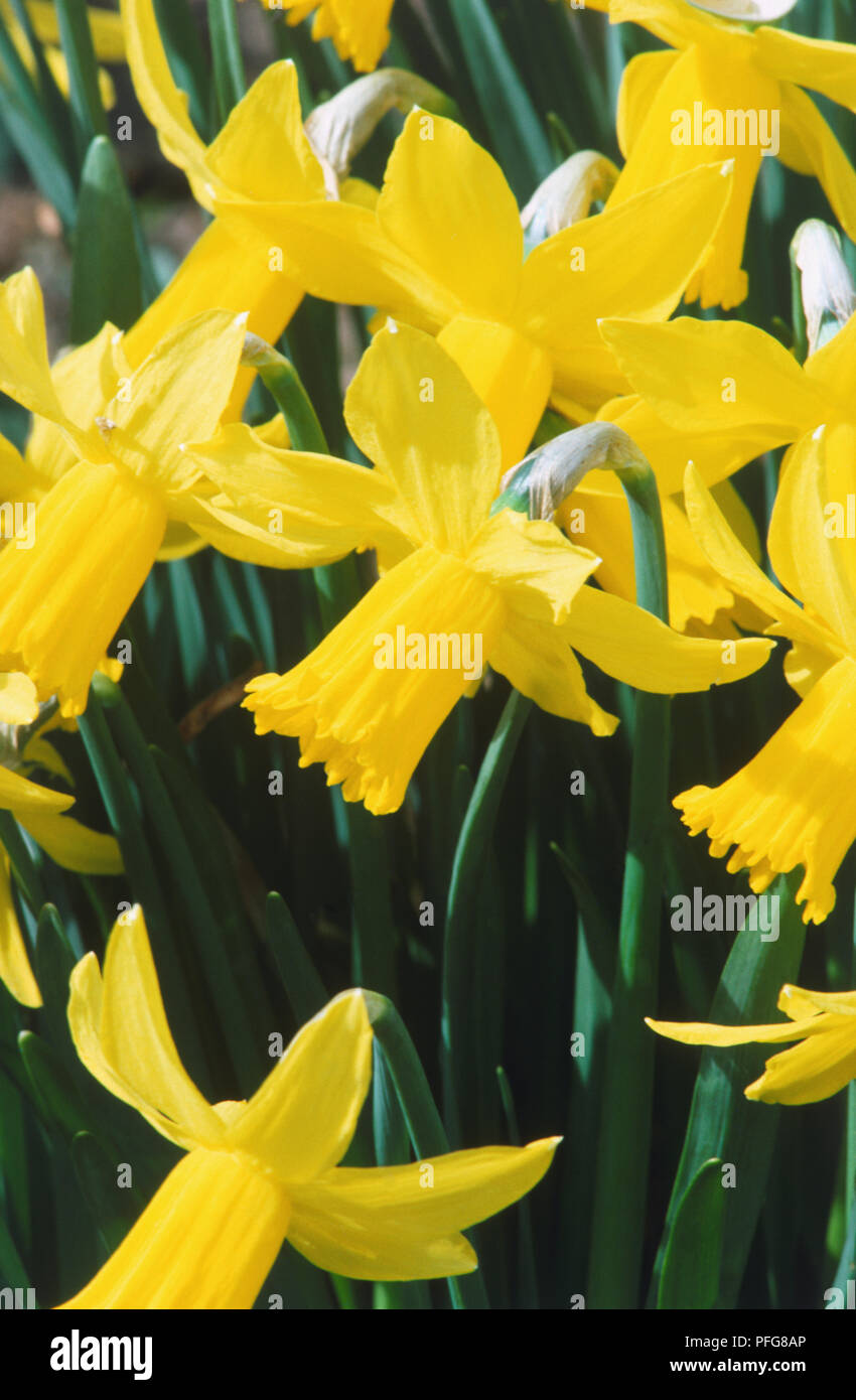 ‘february gold’ daffodil hi-res stock photography and images - Alamy