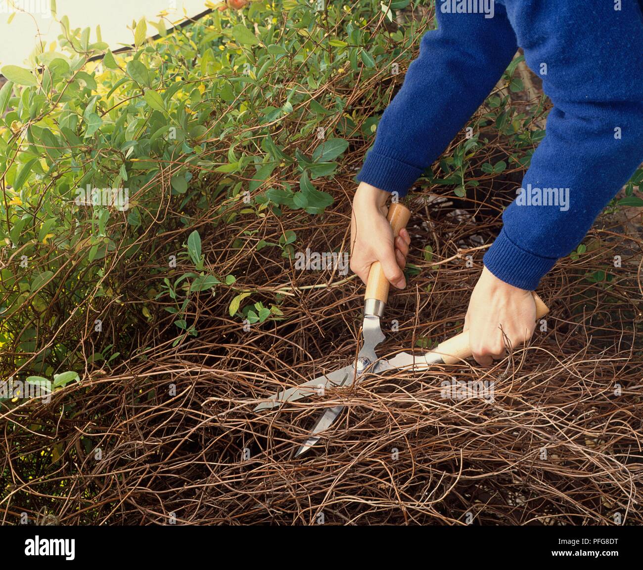 Honeysuckle garden hi-res stock photography and images - Alamy