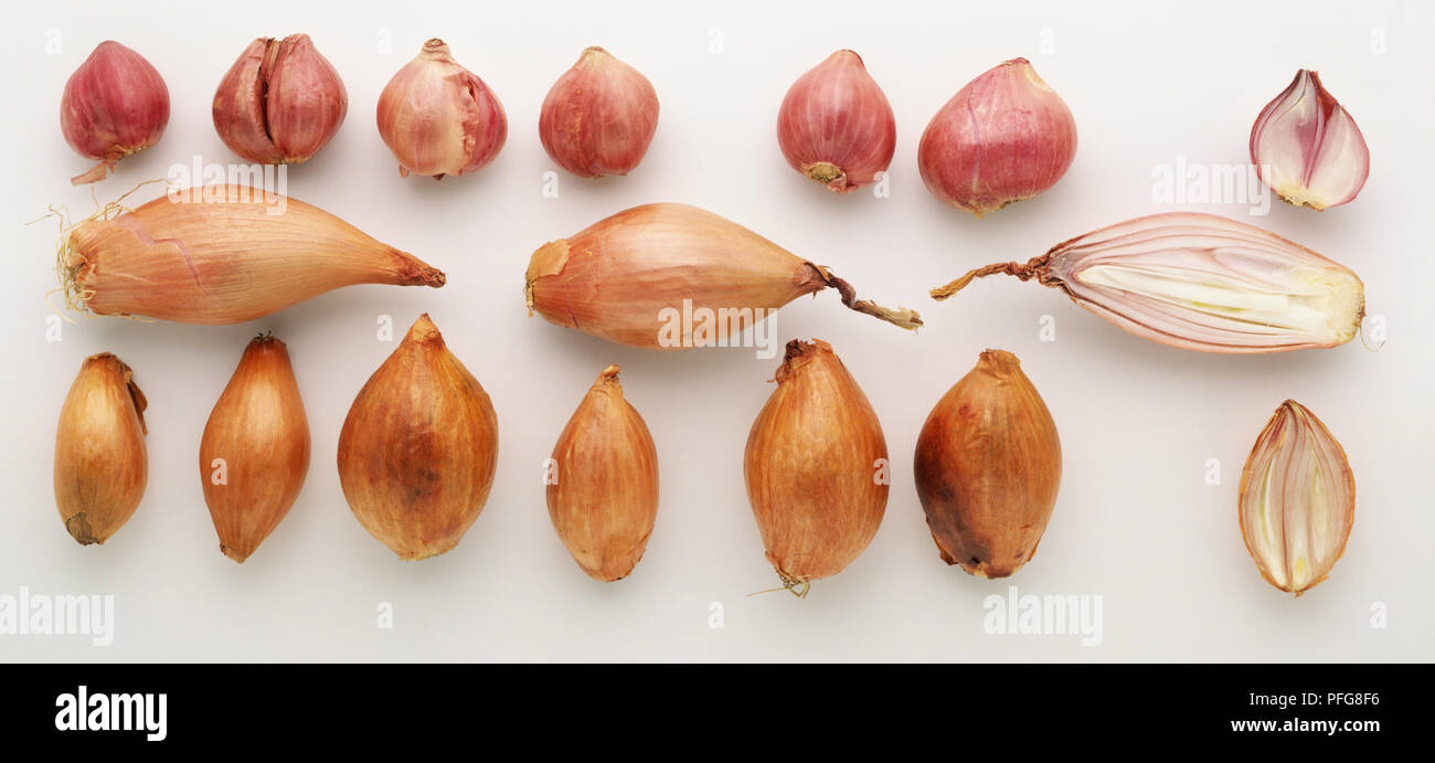 Allium ascalonicum hi-res stock photography and images - Alamy