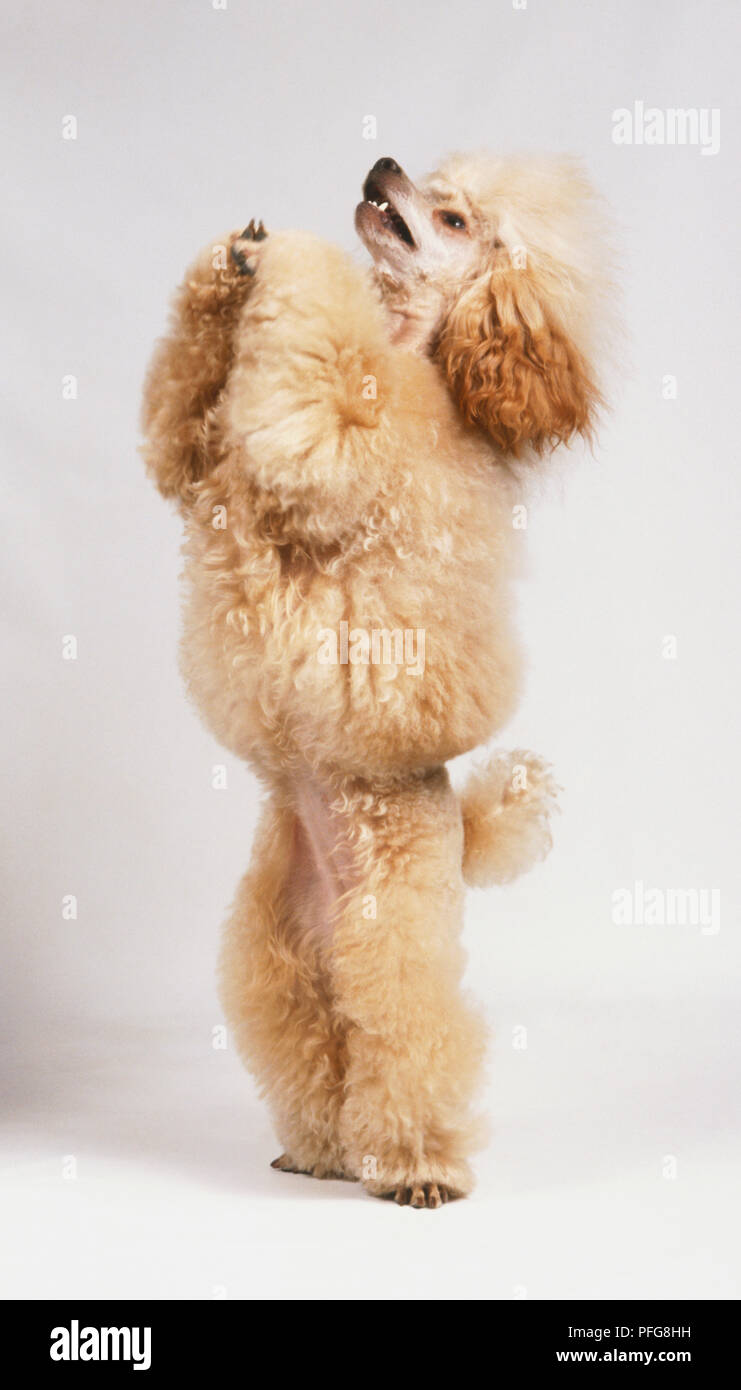 Light-brown Poodle (Canis familiaris) standing on its hind legs with ...