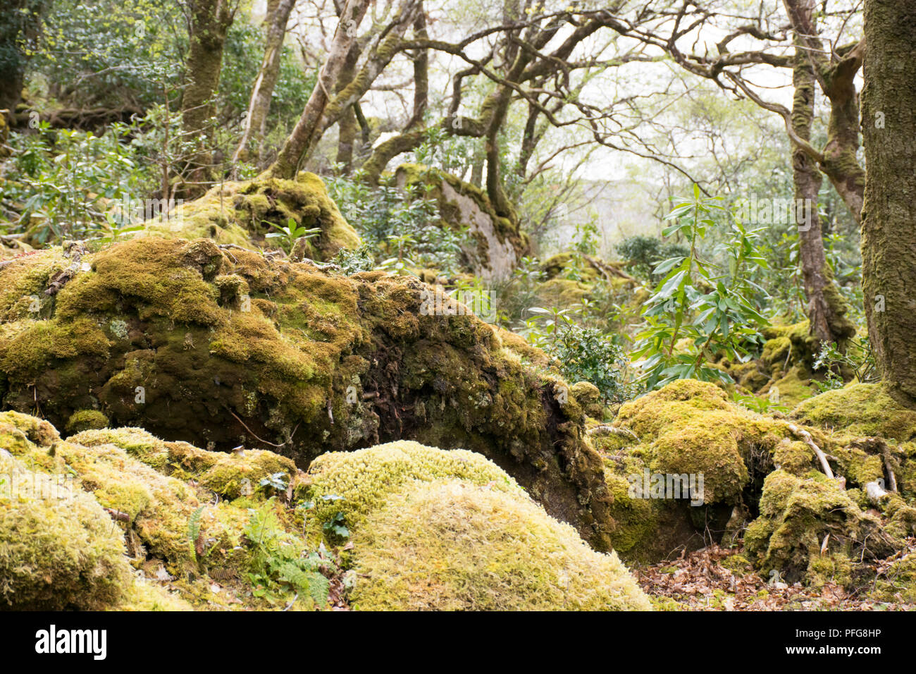 Beautiful forest scenery moss hi-res stock photography and images - Alamy