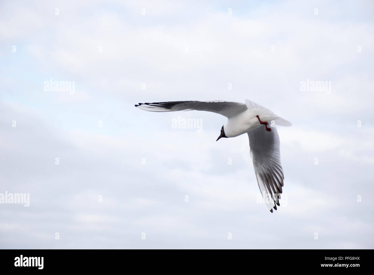 Aesthetic bird in flight hi-res stock photography and images - Alamy