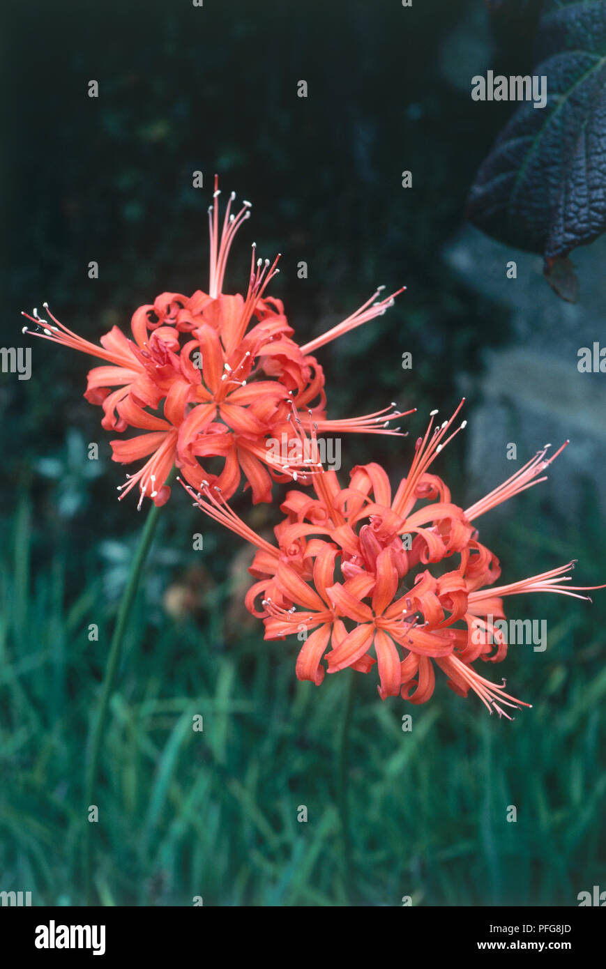 Guernsey lily nerine sarniensis hi-res stock photography and images - Alamy