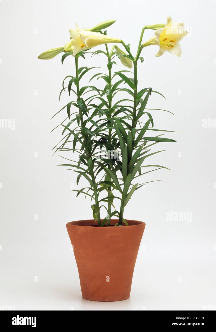 Lily longiflorum pot hi-res stock photography and images - Alamy