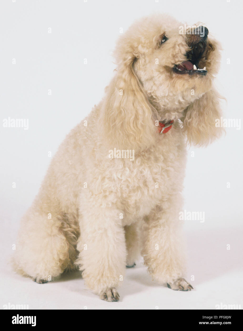Seated white Poodle (Canis familiaris) barking, side view Stock Photo ...