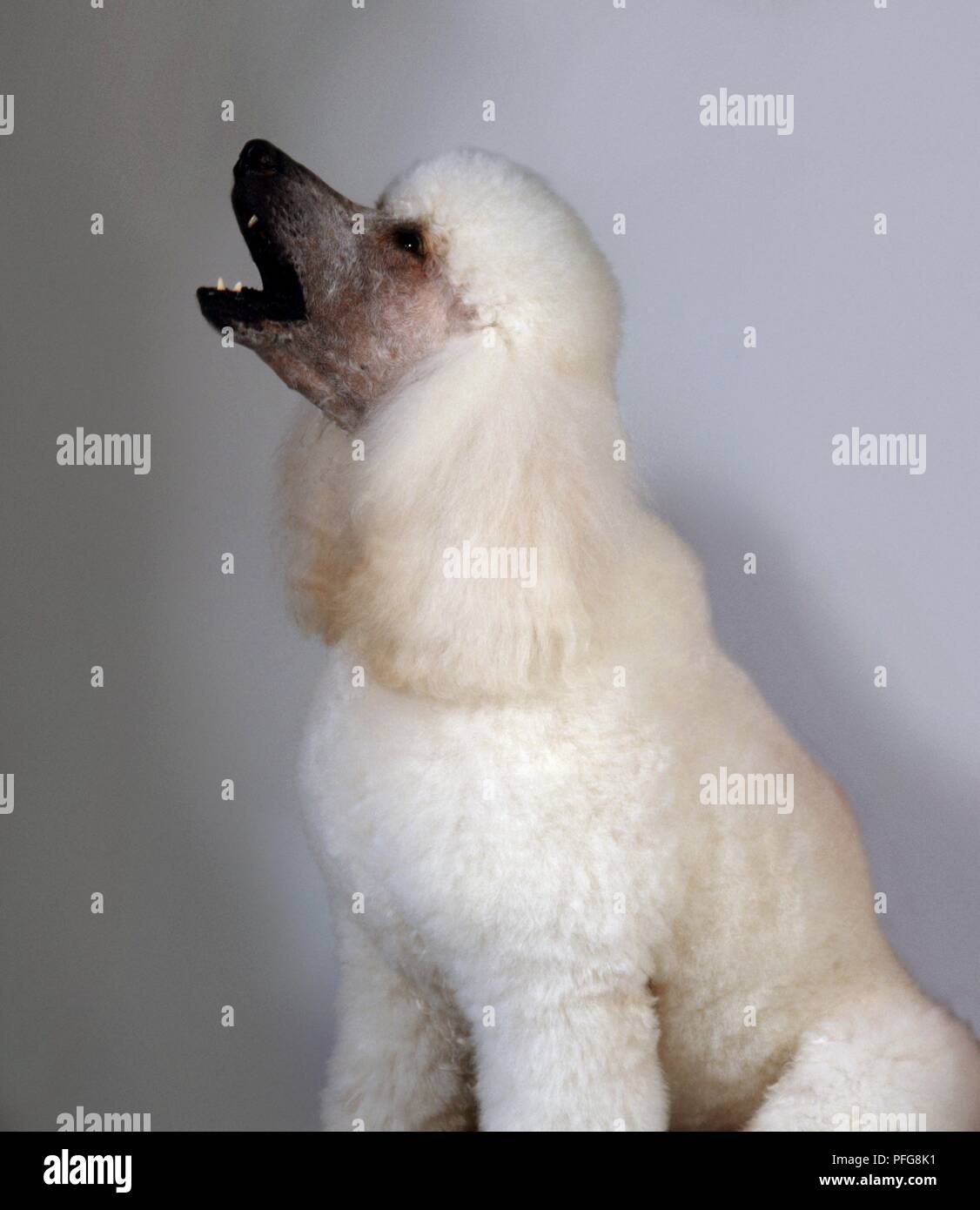 White poodle howling, side view Stock Photo - Alamy