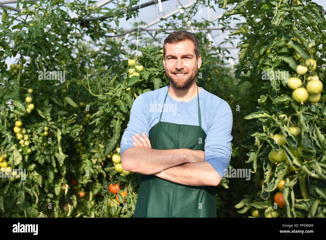 happy farmer growing tomatoes in a greenhouse Stock Photo - Alamy