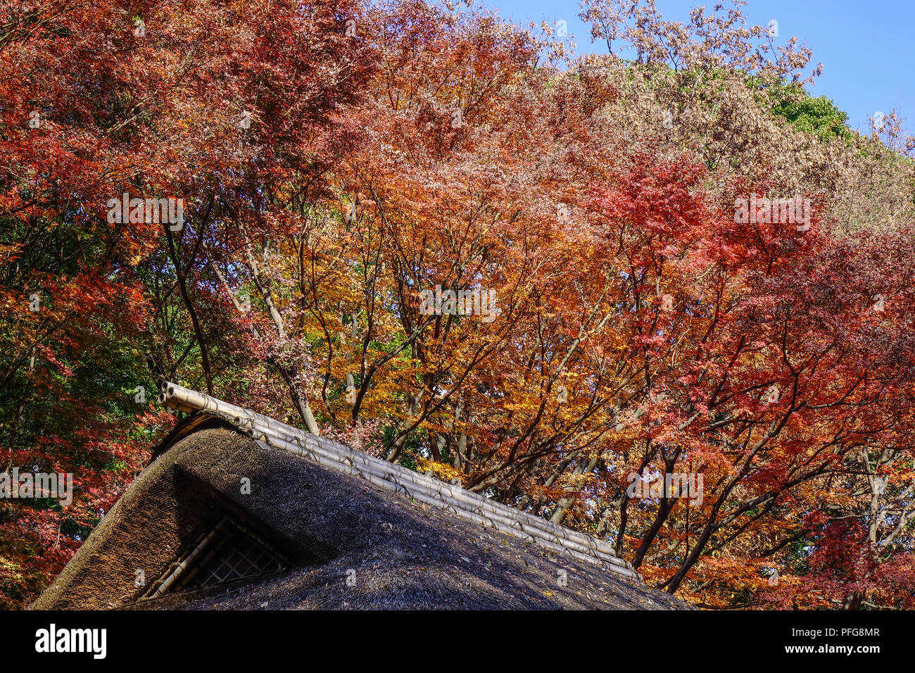 Maple trees with colorful leaves at autumn garden in Tokyo, Japan Stock ...