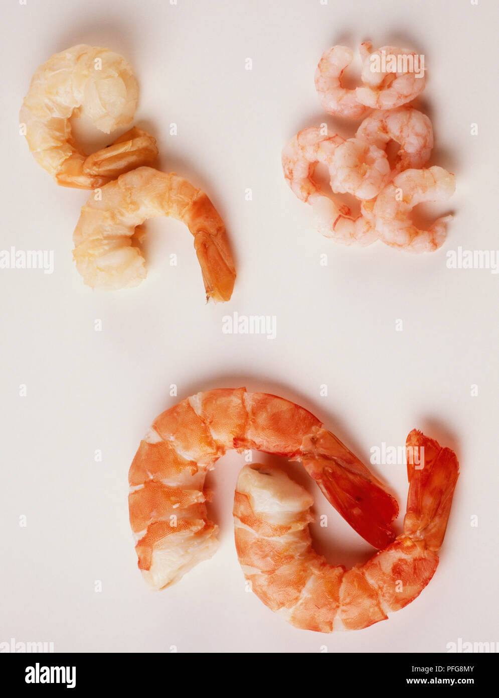 Two large and two medium prawns and some shrimp Stock Photo - Alamy