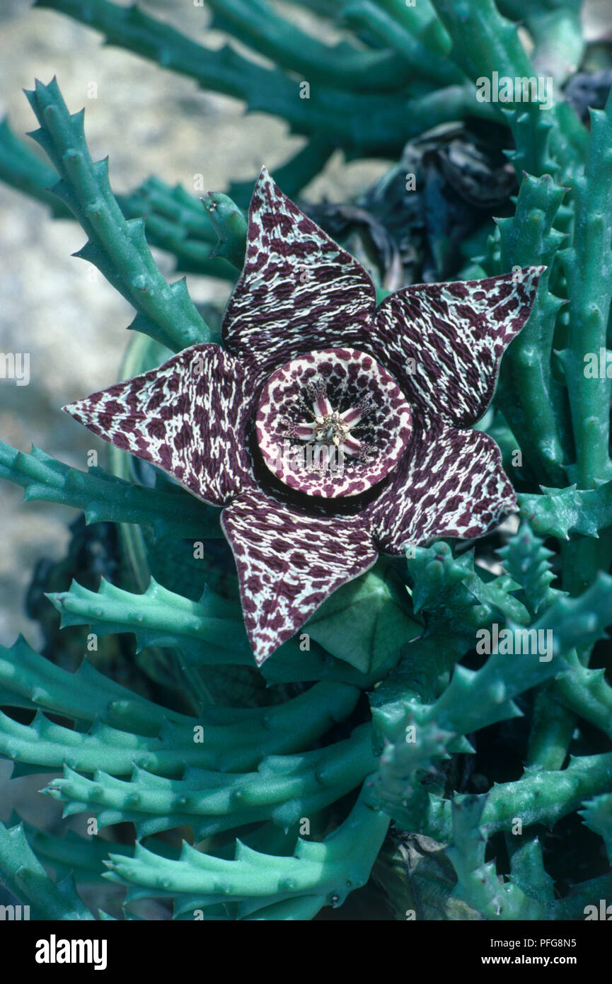 Orbea variegata orbea hi-res stock photography and images - Alamy