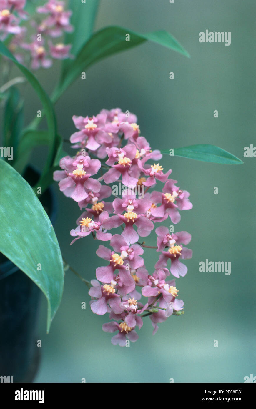Orchid oncidium flower hi-res stock photography and images - Alamy