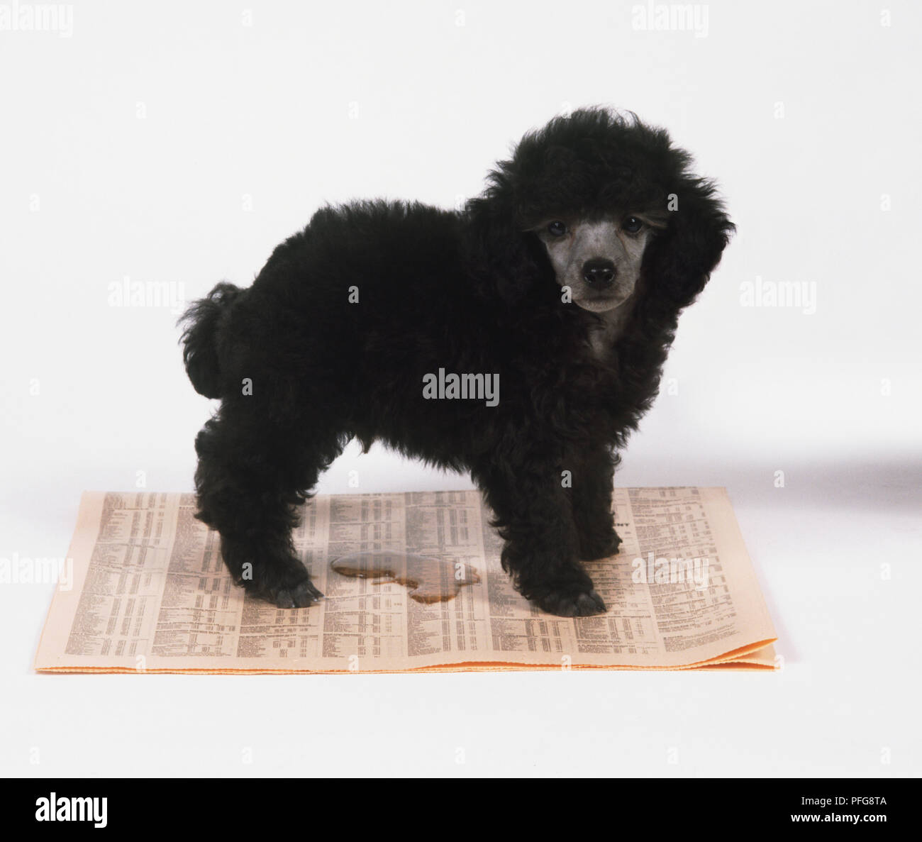 Black Poodle puppy (Canis familiaris) standing on wet paper and facing ...