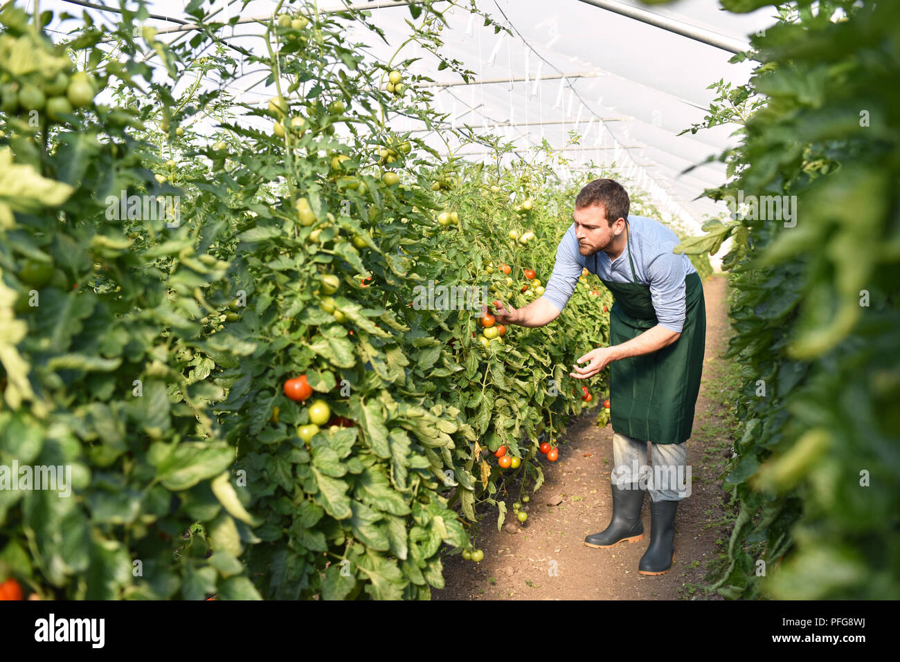 happy farmer growing tomatoes in a greenhouse Stock Photo - Alamy