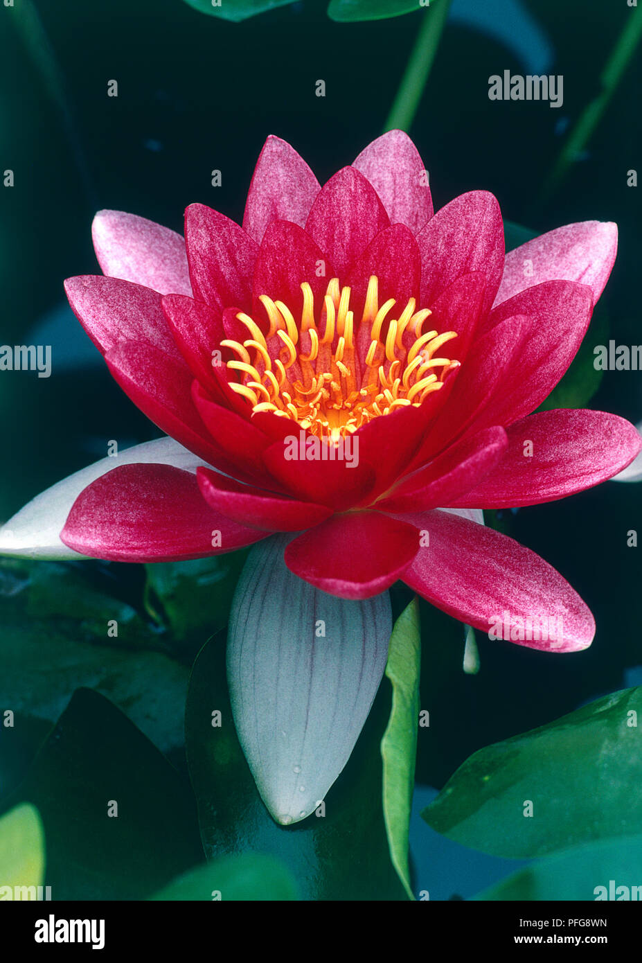 Flower from Nymphaea 'Attraction' (Water lily Stock Photo - Alamy