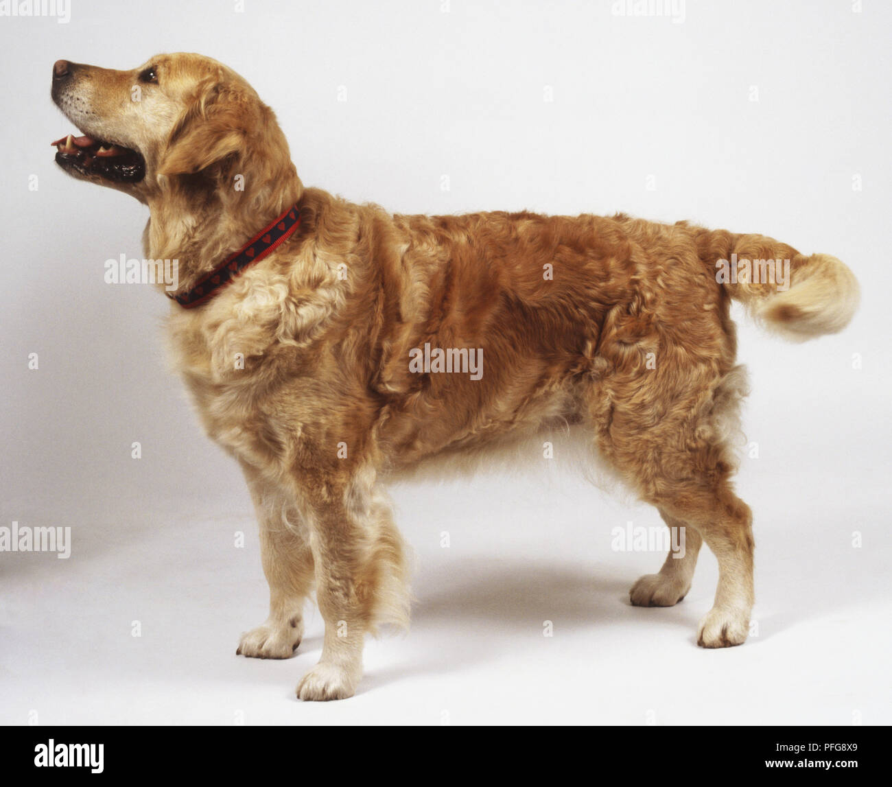 Standing Golden Retriever (Canis familiaris) wagging its tail and ...