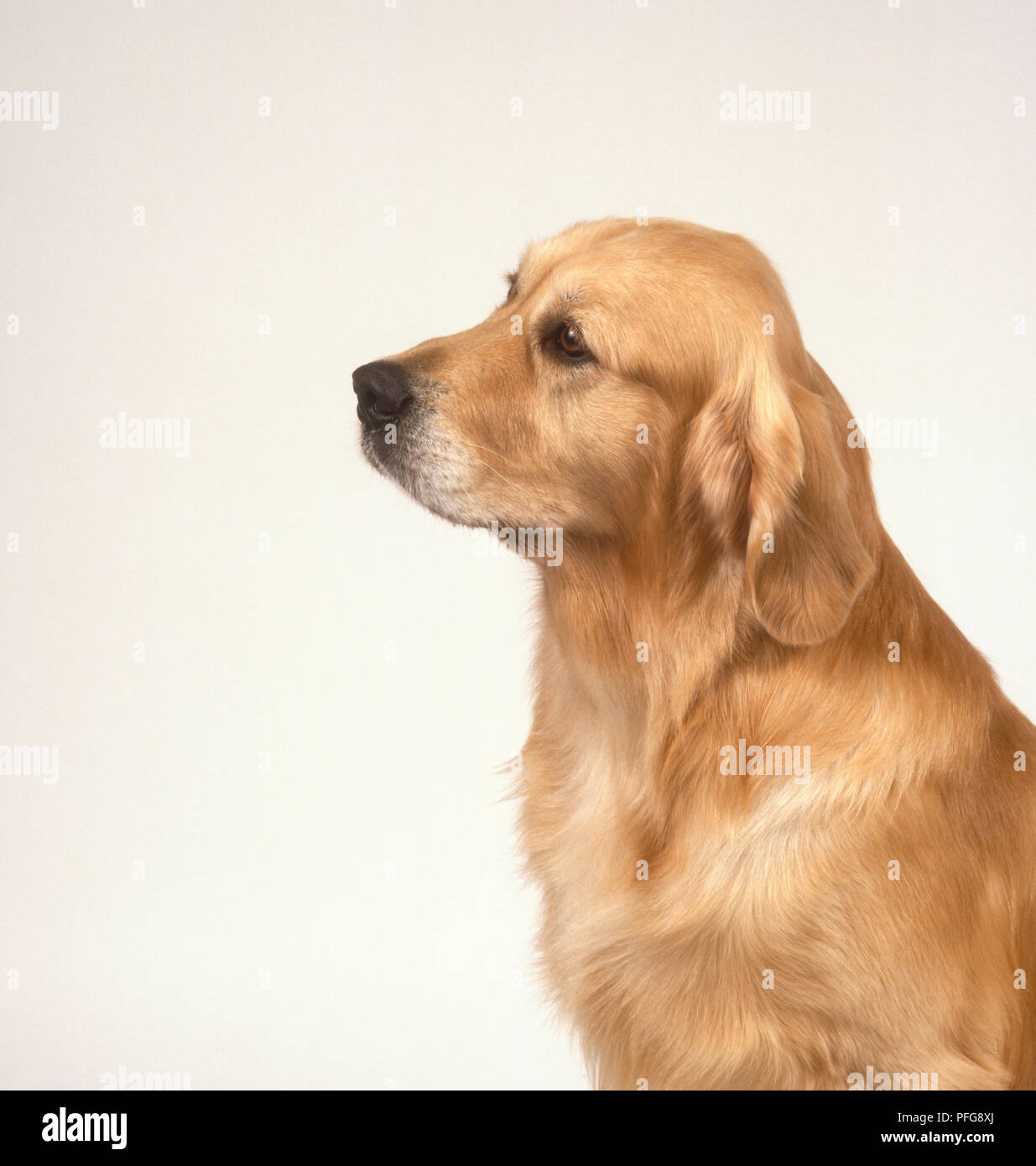 Typical characteristics hi-res stock photography and images - Alamy