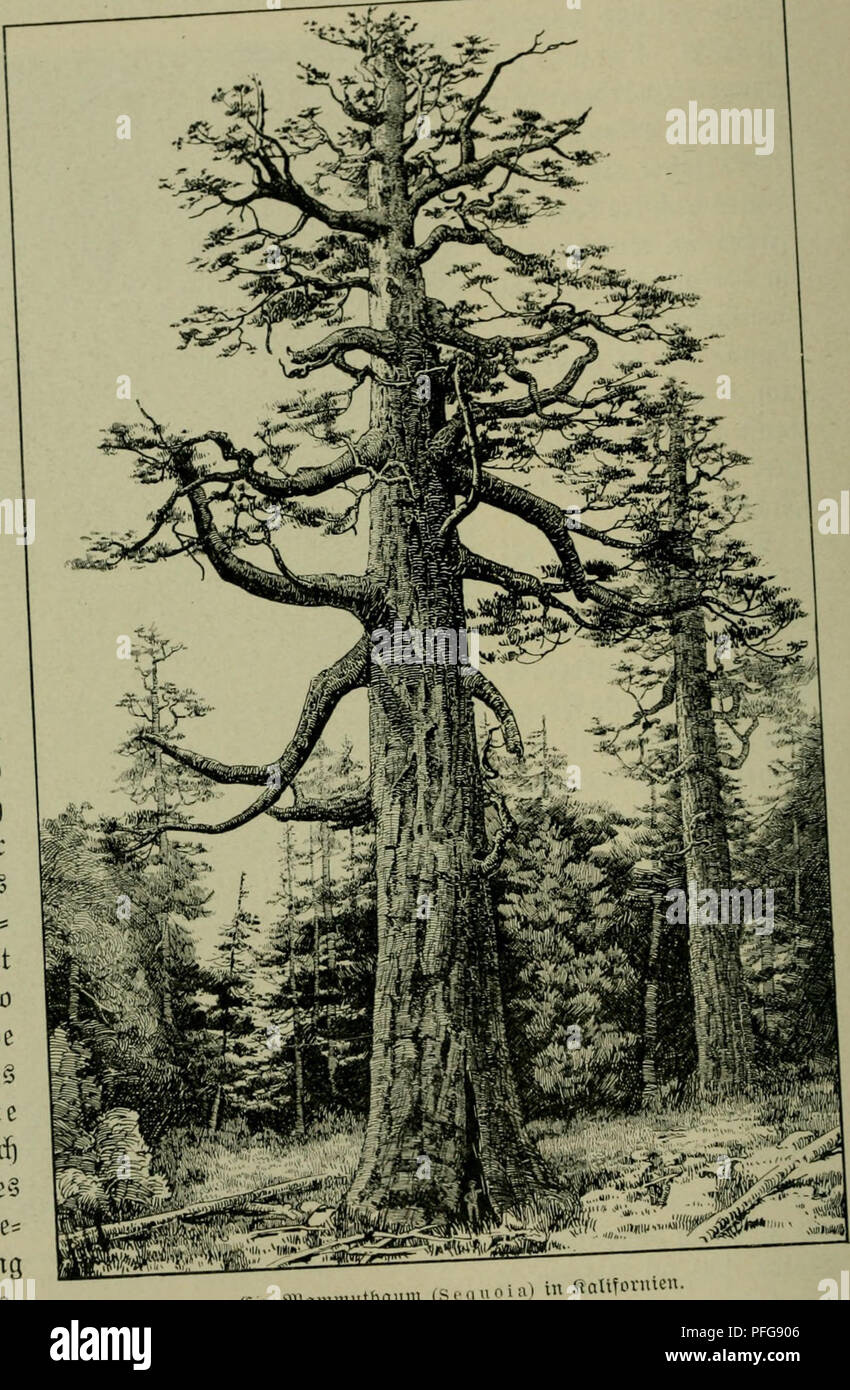 A study of plant life, examining the structures and growth patterns of ...