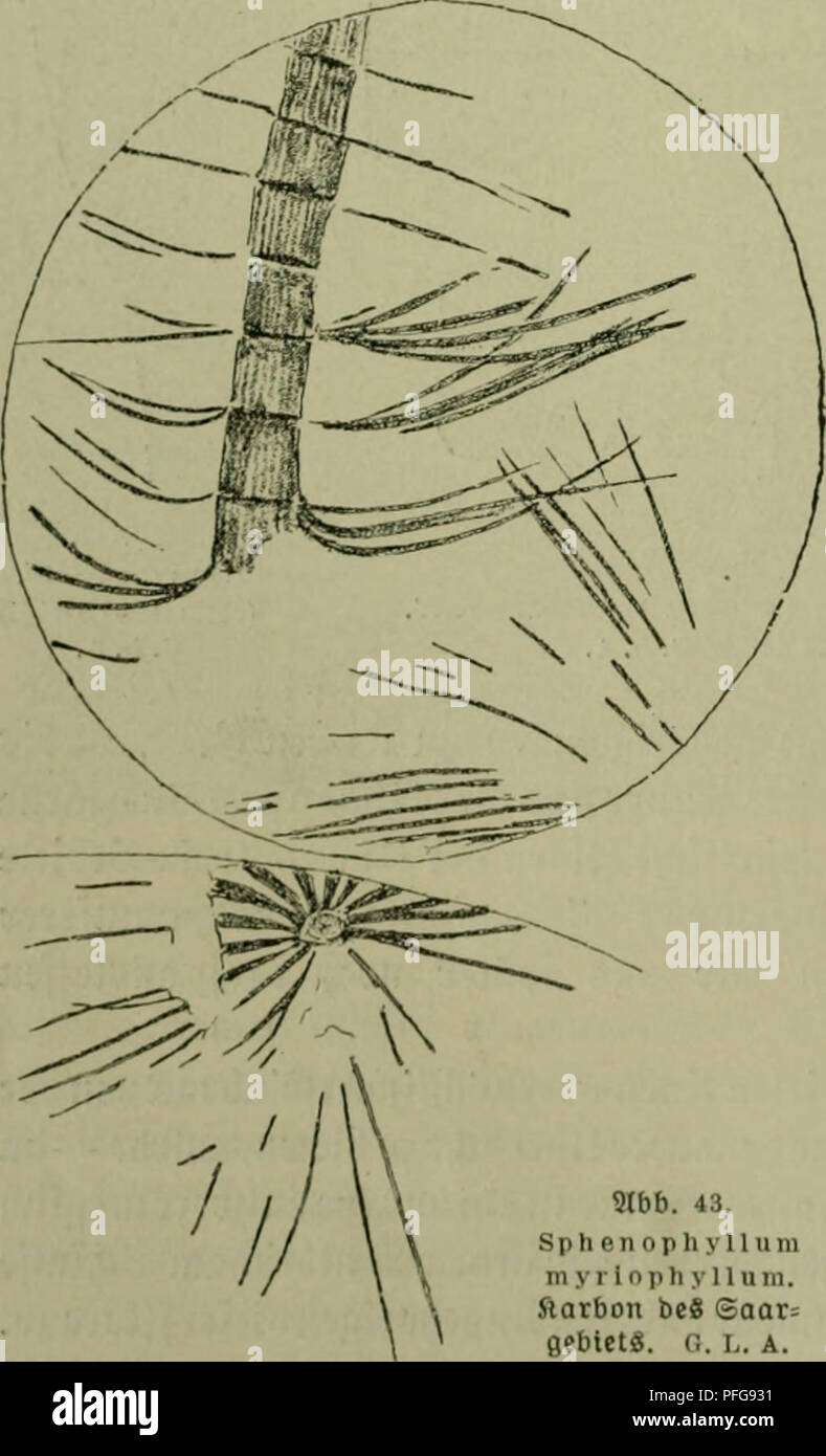 Sphenophyllum hi-res stock photography and images - Alamy