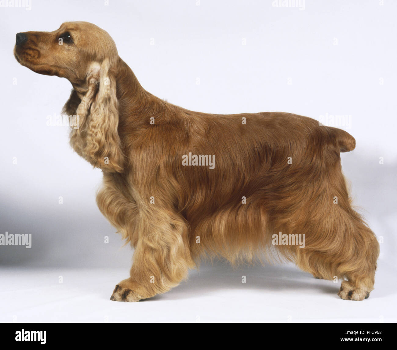 Standing tan English Cocker Spaniel (Canis familiaris), side view Stock ...