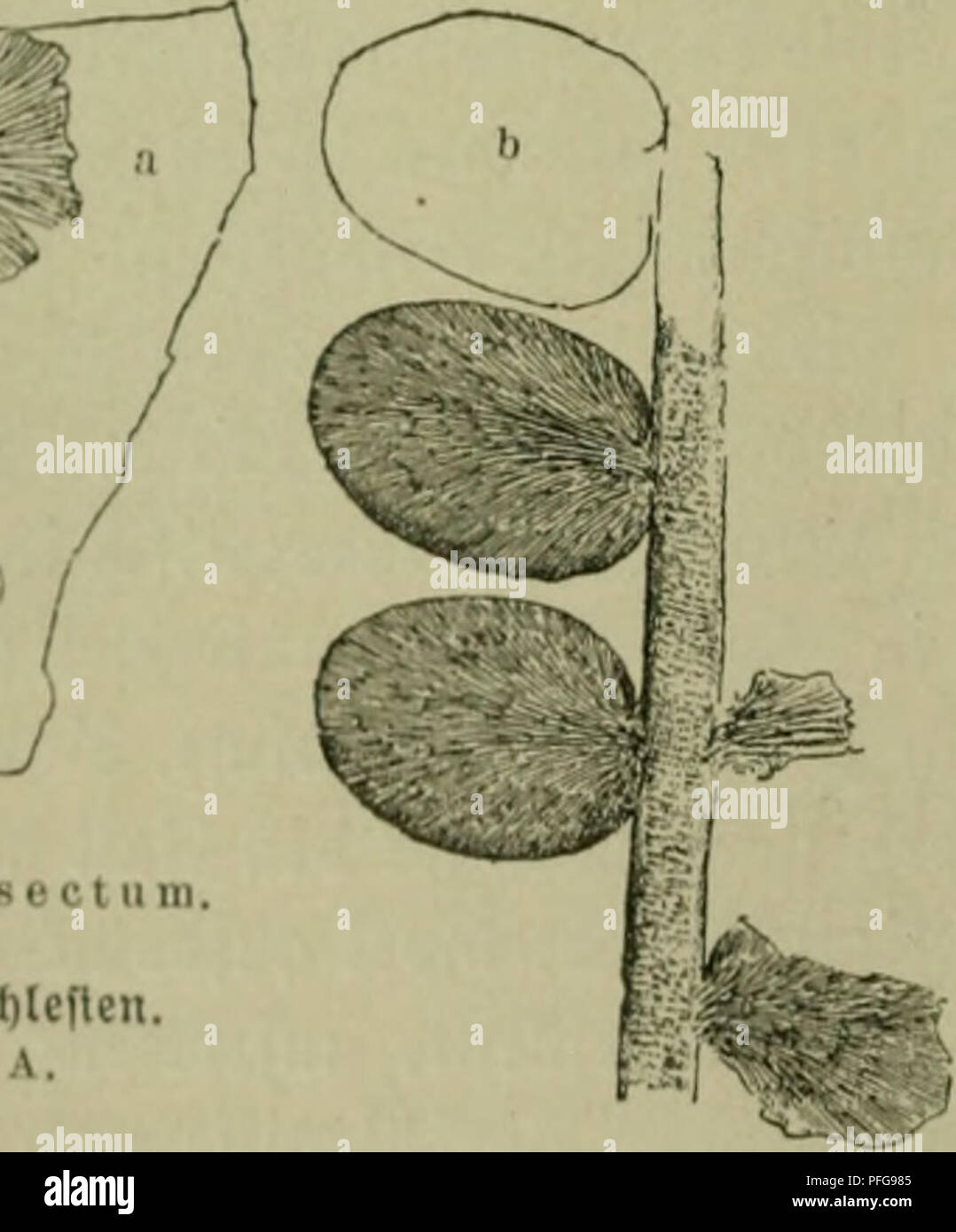 This work delves into plant life and geography, exploring different ...