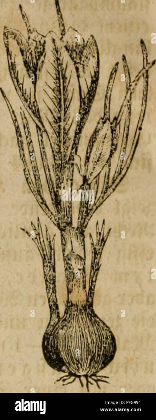 A detailed herbal book describing all plants with a focus on their uses ...