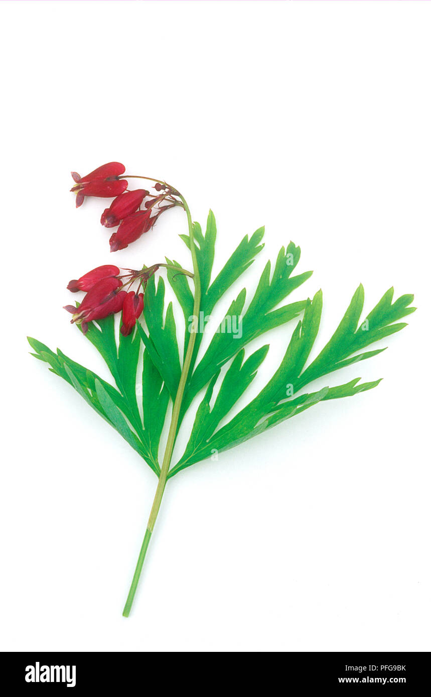 Flowering stem of a red Dicentra (Bleeding heart Stock Photo - Alamy