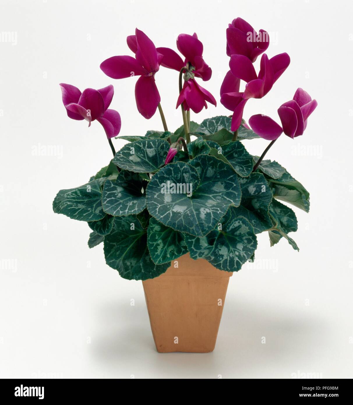 Cyclamen persicum 'Sylvia' (Persian violet, Florists' Cyclamen Stock ...
