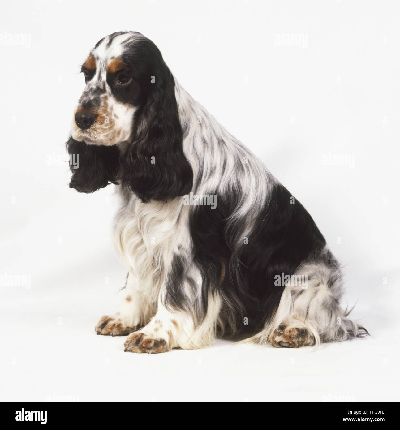 Sitting English Cocker Spaniel (Canis familiaris), side view Stock ...