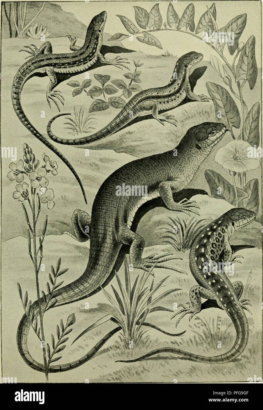 This work explores the life cycles of native amphibians and reptiles ...