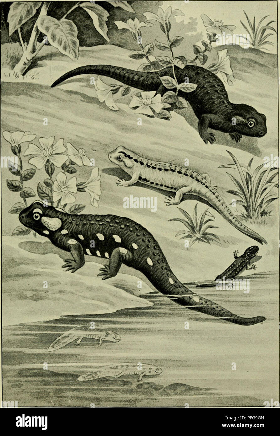 Illustrations from the book on the life cycle of native amphibians and ...