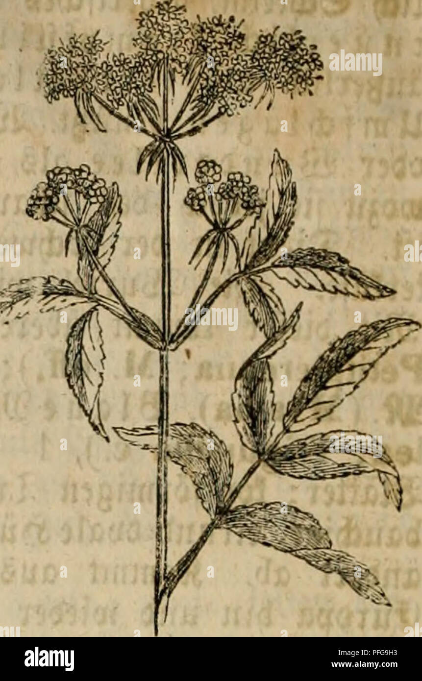 This comprehensive herbal guide details the uses and medicinal benefits ...