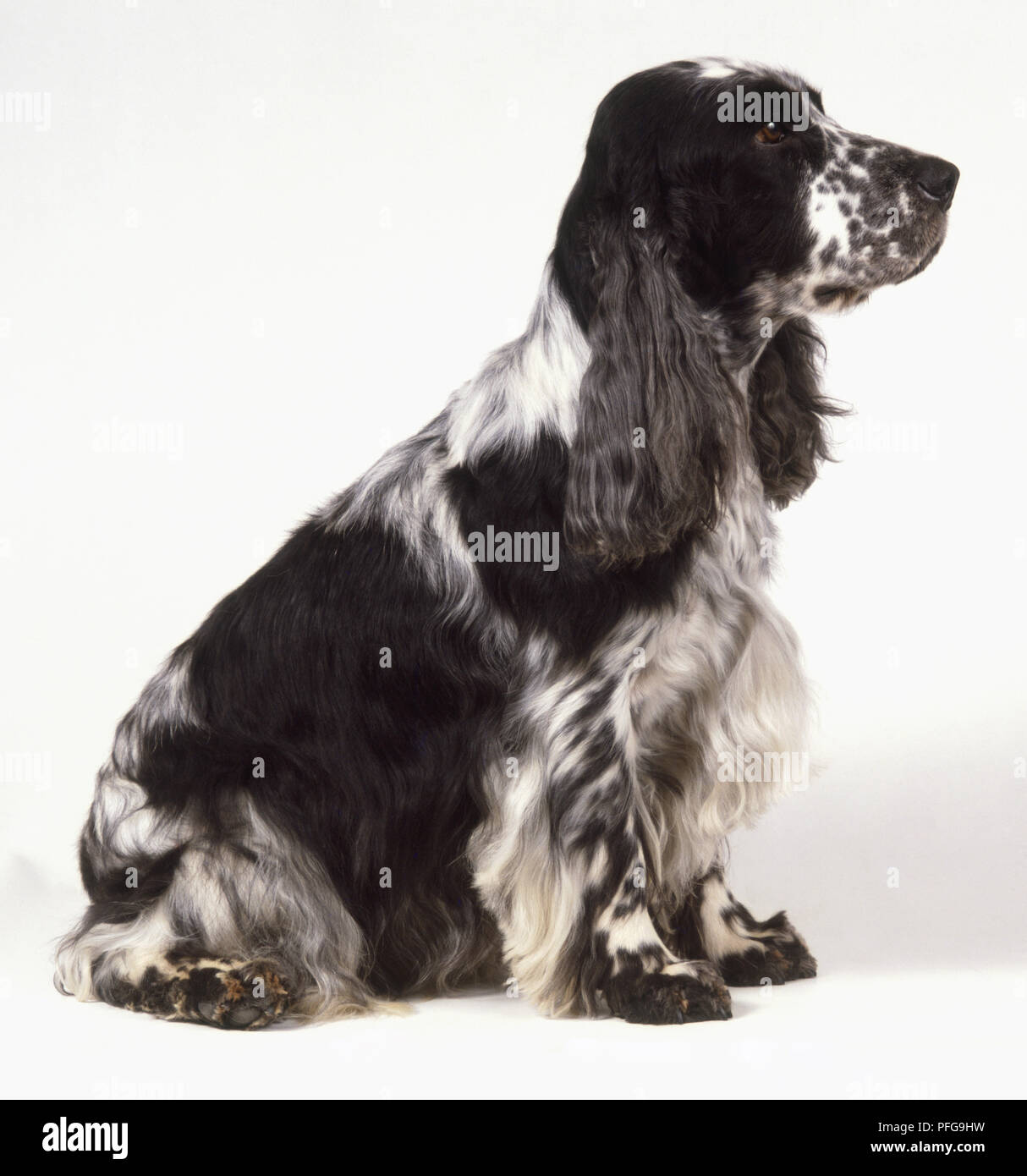 White spaniels hi-res stock photography and images - Alamy
