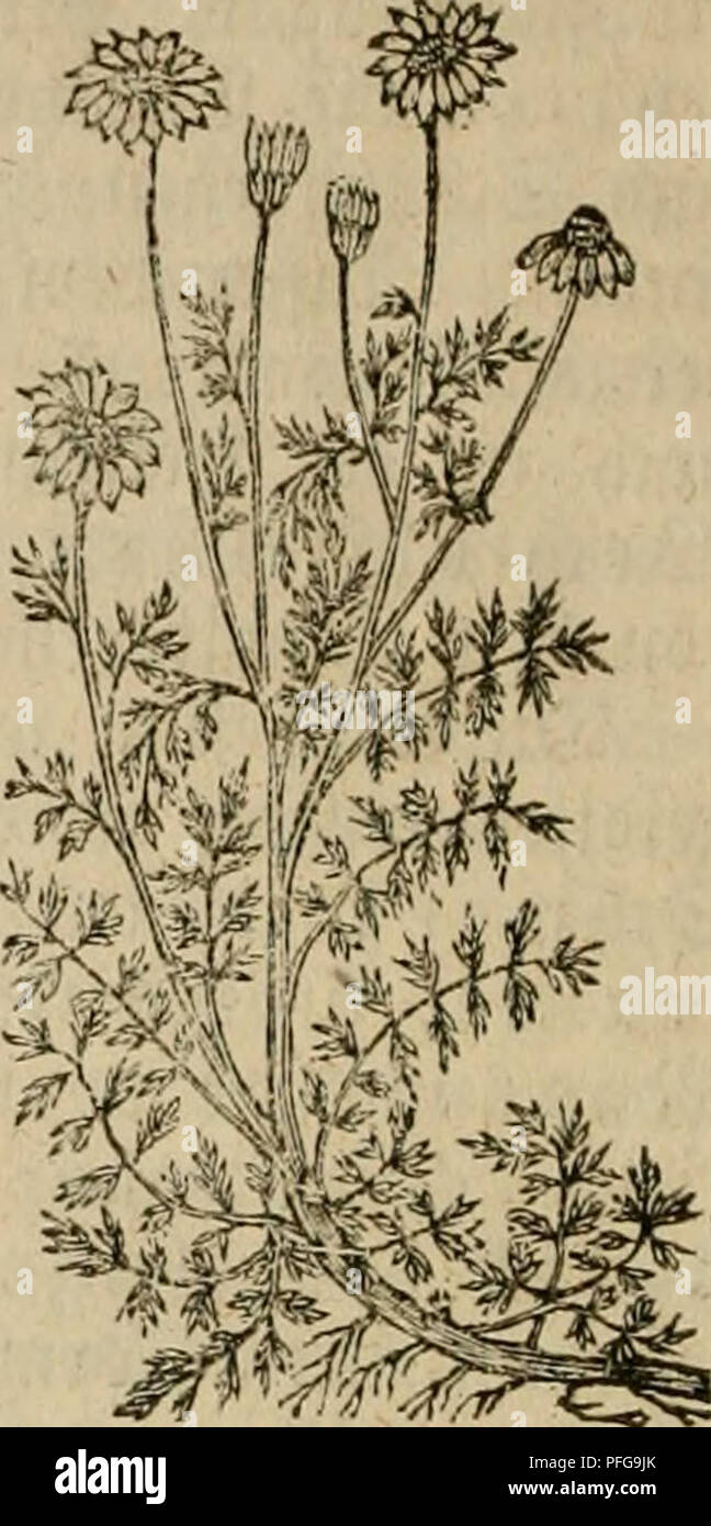 This comprehensive herbal book describes various plants, detailing ...