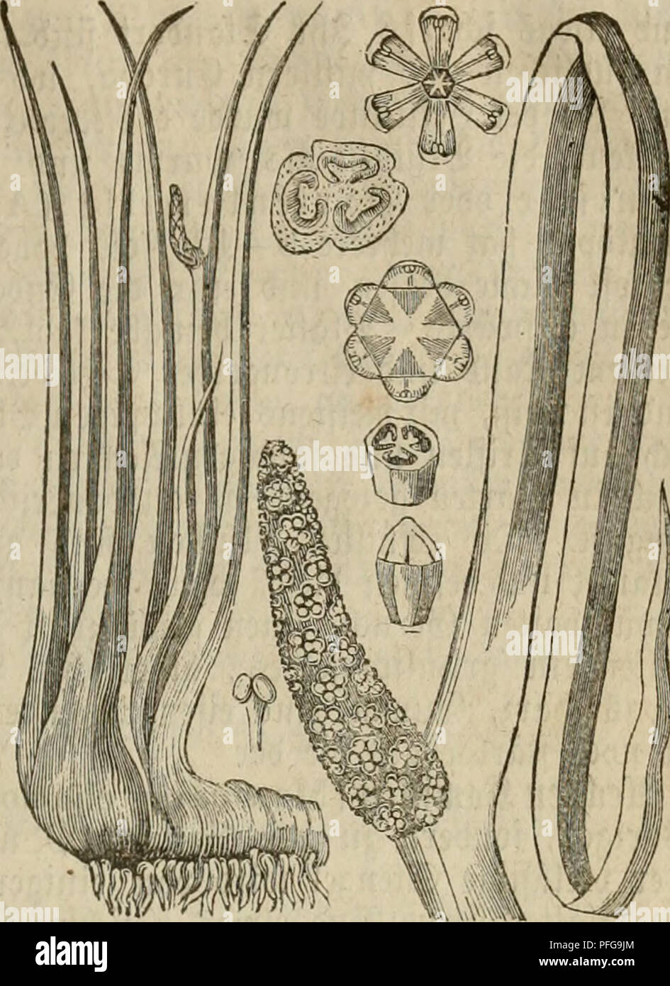 This illustrated herbal book provides detailed descriptions of plants ...